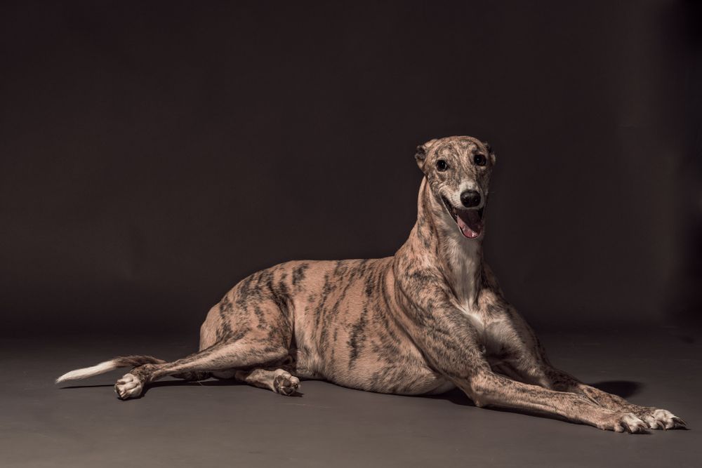 Boofy - The House of Dogs, Pet Photography not just for dogs.