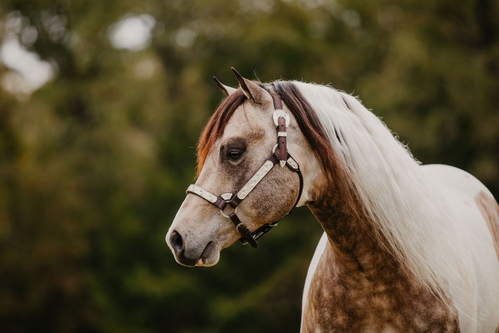 2020 North Texas Equine Photography Workshop - Miranda Taylor Photography