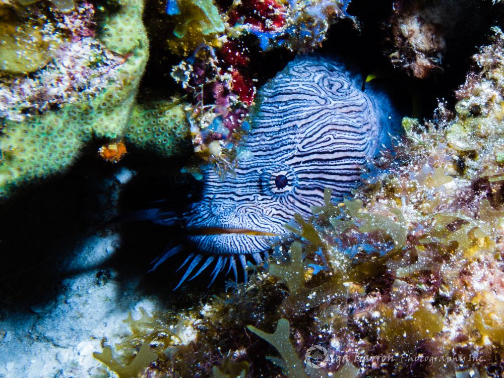 The Balance and Wonder of Ocean Coral Reefs - Vail and Beaver Creek ...
