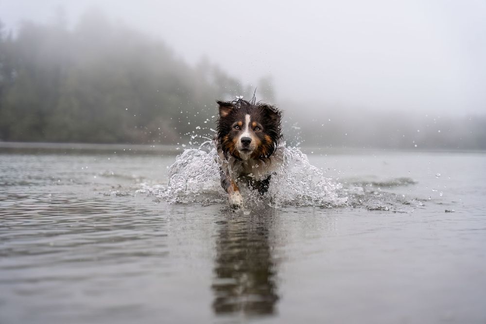10 Tips for Capturing Candid Moments of Dogs in Action - Hounds and ...