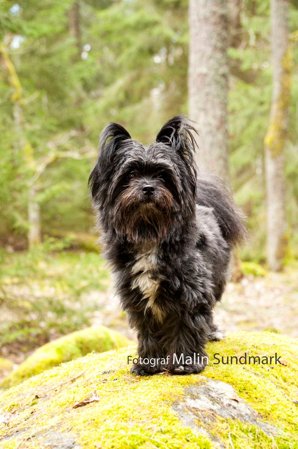 Söker höstmodell - Fotograf Malin Sundmark