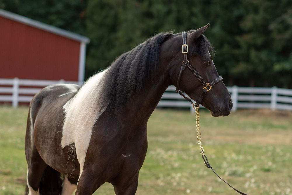 Fall Equine Photography - Jenna R Wyatt Photography
