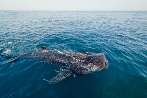 Out & About with the Whale Sharks of Qatar - Karen Dexter Photography