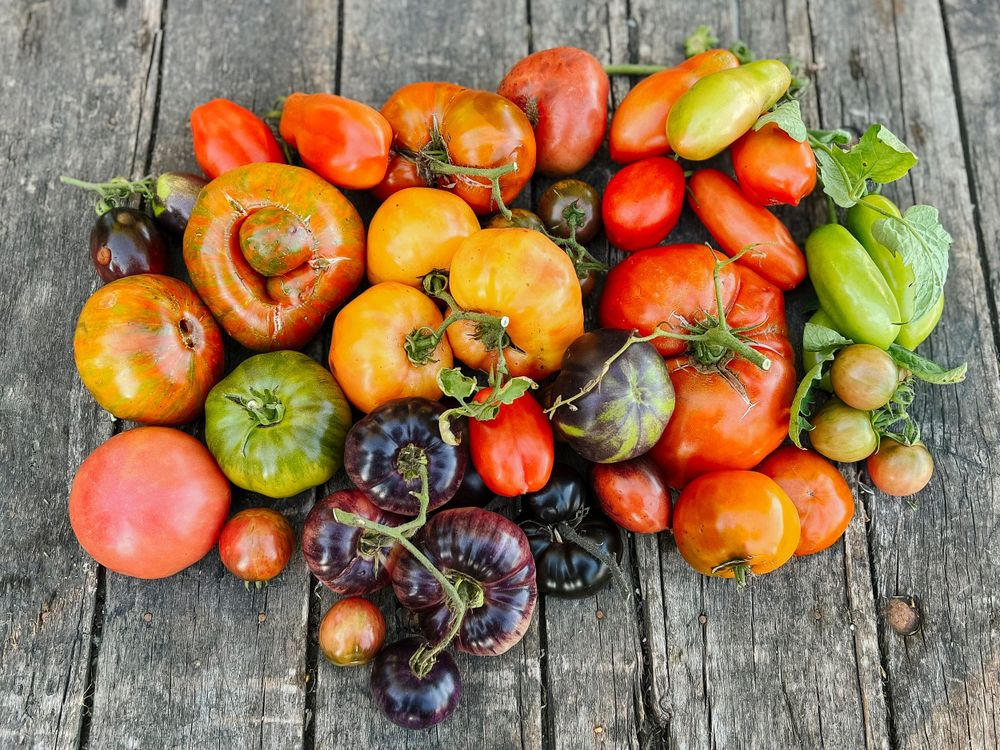 Tomatoes - Ruby Moon