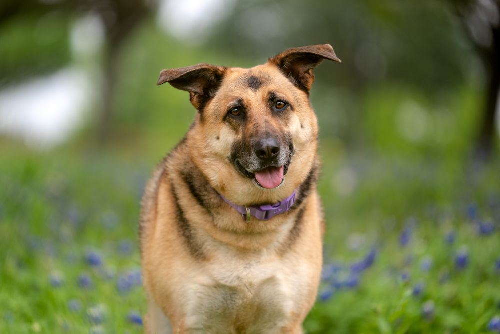 Bucket List Activities to Do With Your Aging Pet - Kelly J. Russo ...