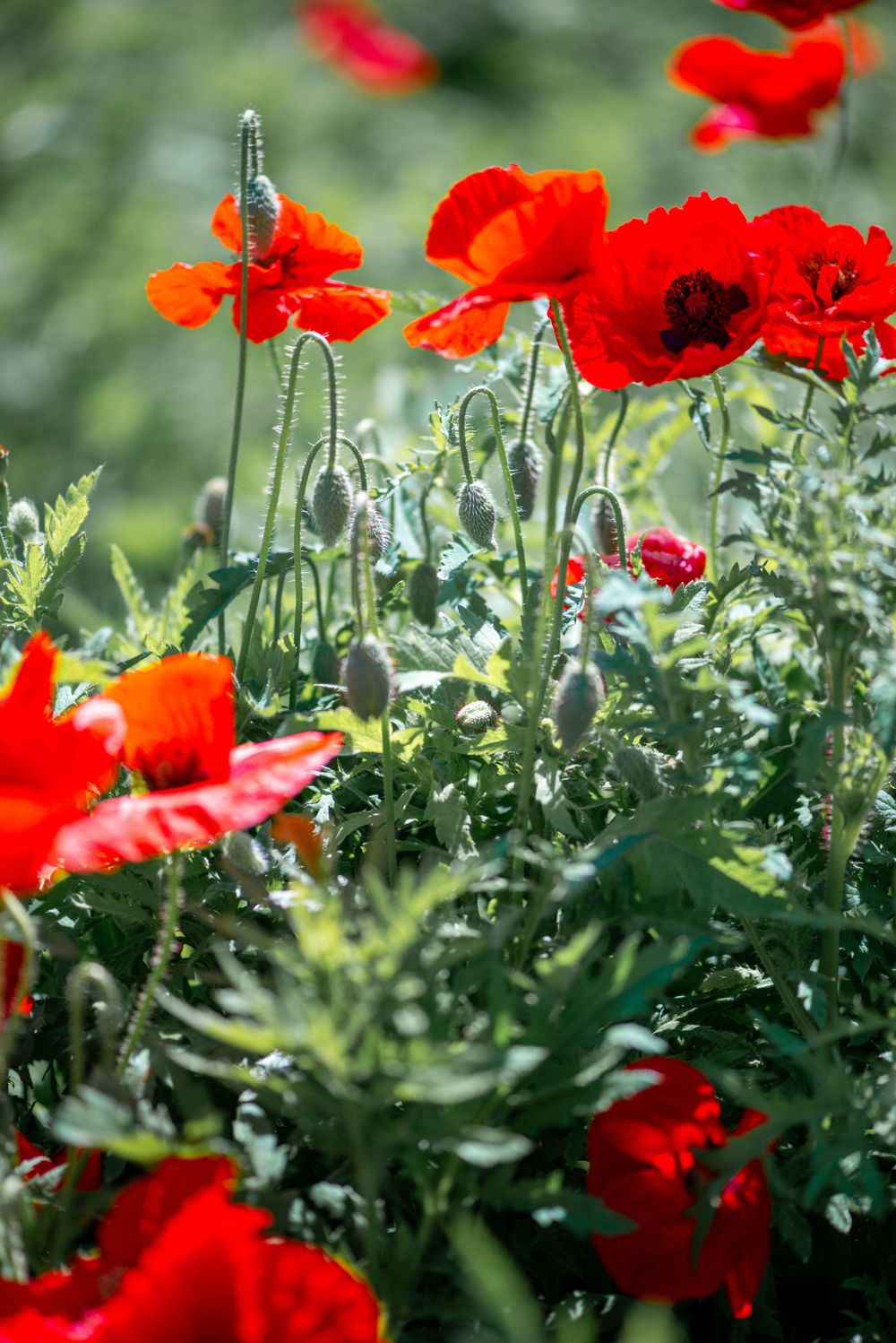 Red Poppies Mini Session - Brubaker Portraits - Family and Wedding ...