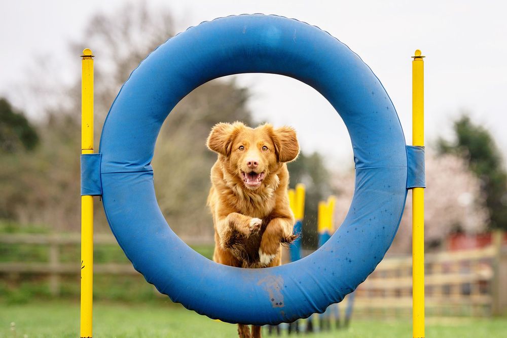 Hop Into These Hero Pet Stories - Kelly J. Russo Photography | Houston ...