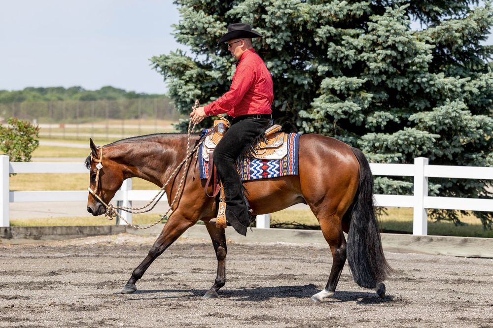 Dalton Performance Horses - Shannon Aubrey Photography + Design