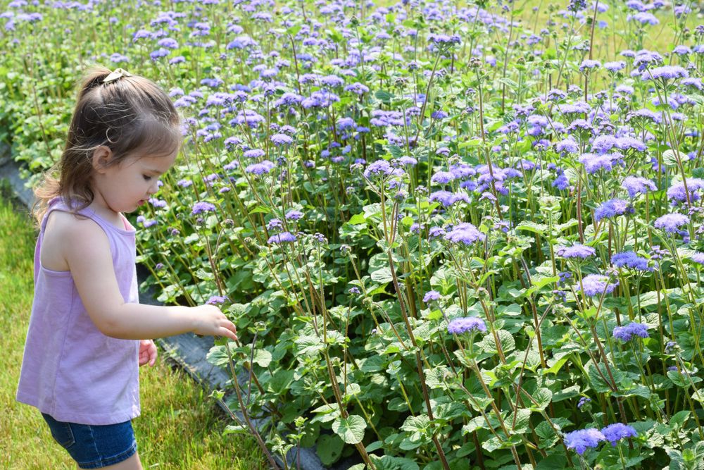Flower Farm Mini Sessions | Weber Photography | Franksville, WI - Weber ...