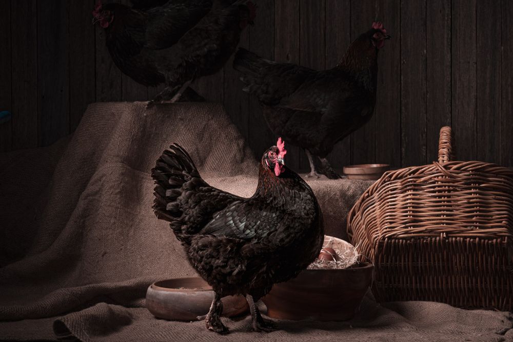 4 Hens - The House of Dogs, Pet Photography not just for dogs.