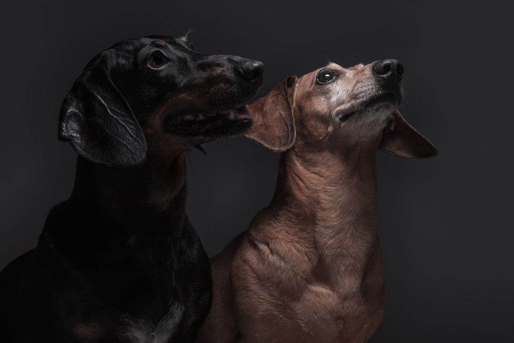 Merlot & Verdello - The House of Dogs, Pet Photography not just for dogs.