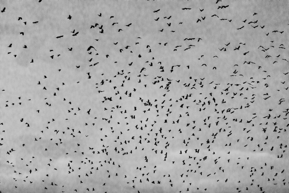 The Downtown Portland Crow Roost | nature photography in the city ...