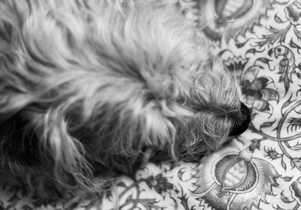 Subtle Signs of Sickness in Your Pet - Kelly J. Russo Photography ...