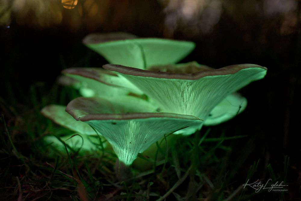 Tutorial: How to photograph Ghost Mushrooms - Katy Lylak Photography