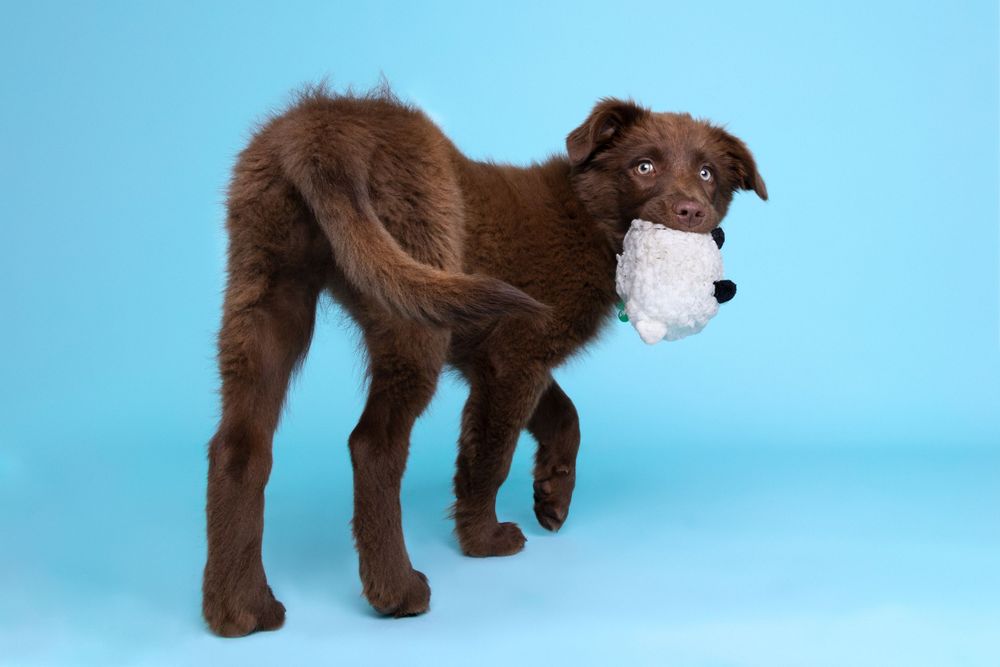 Why you should get photos of your puppy! - Perth dog photographer