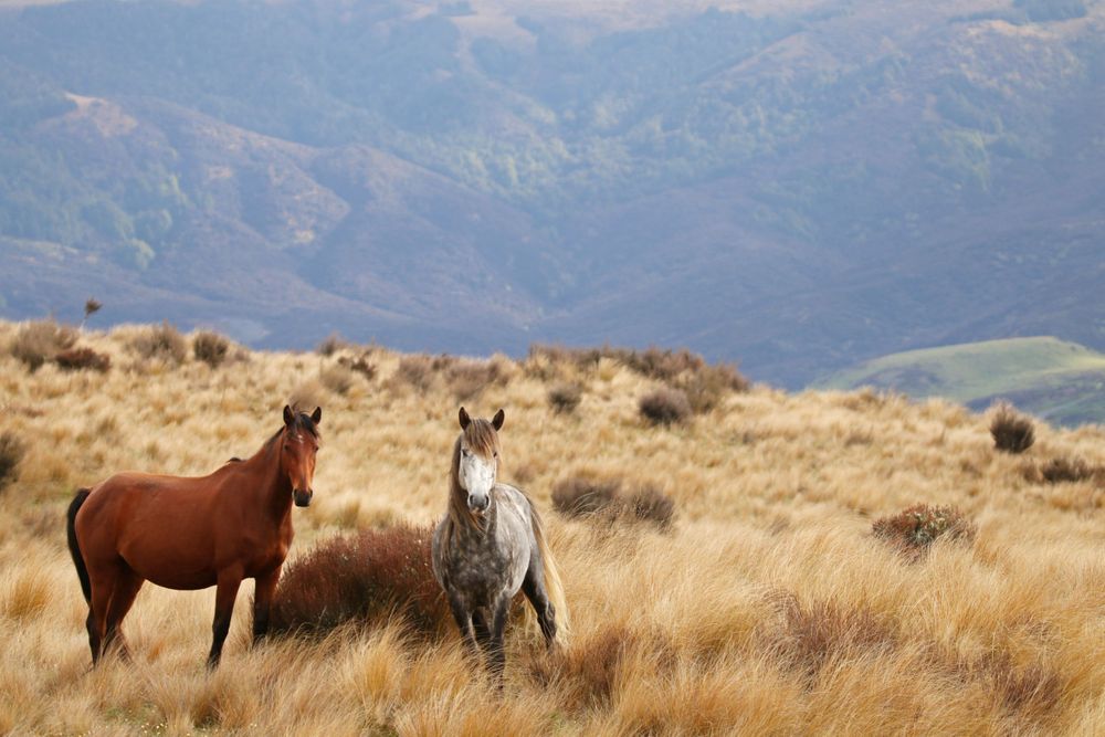 Kaimanawa Horses - Tara Swan Photography
