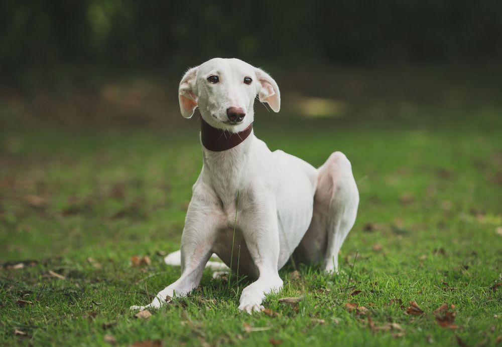 5 things I learnt about myself and humans after rescuing my Lurcher - Holly Outtridge Photography