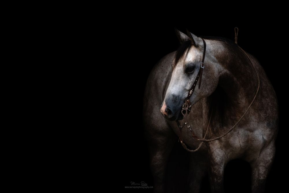 Maria Pate Photography Art Collection - Maria Pate Photography