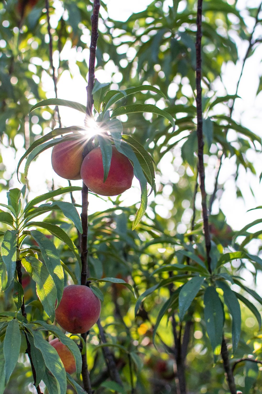 The Southern Peach Company - Kristin McCue Photo