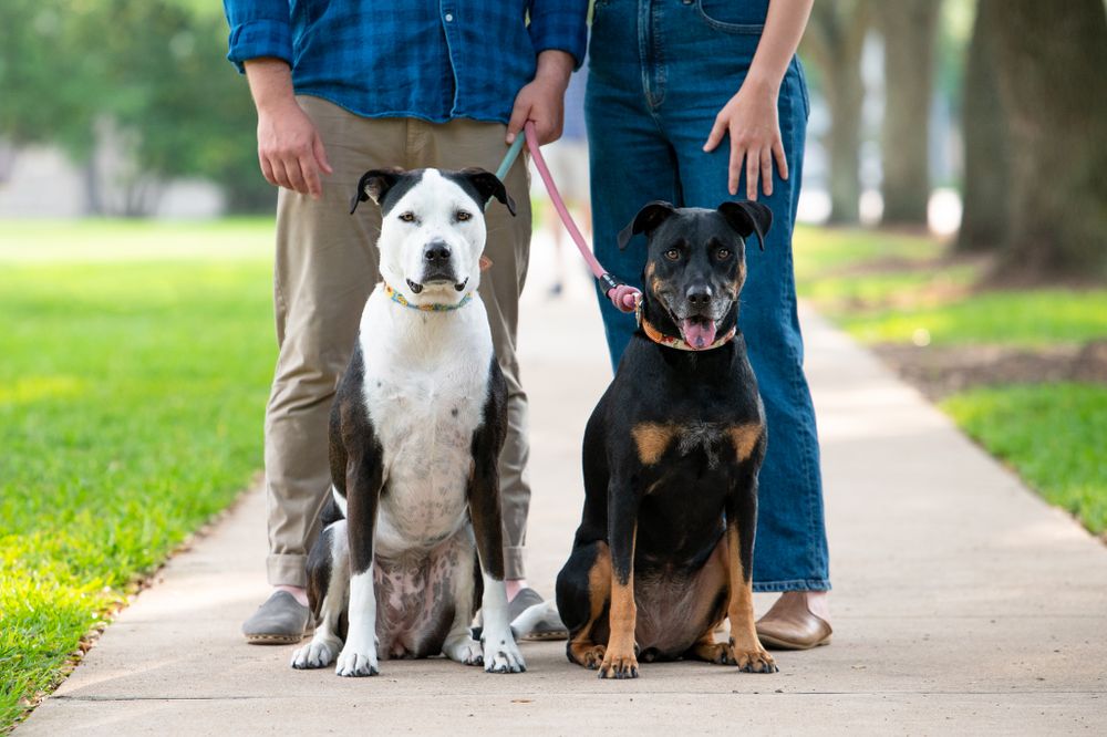 2024 Pet Trends Unleashed - Part II - Kelly J. Russo Photography ...