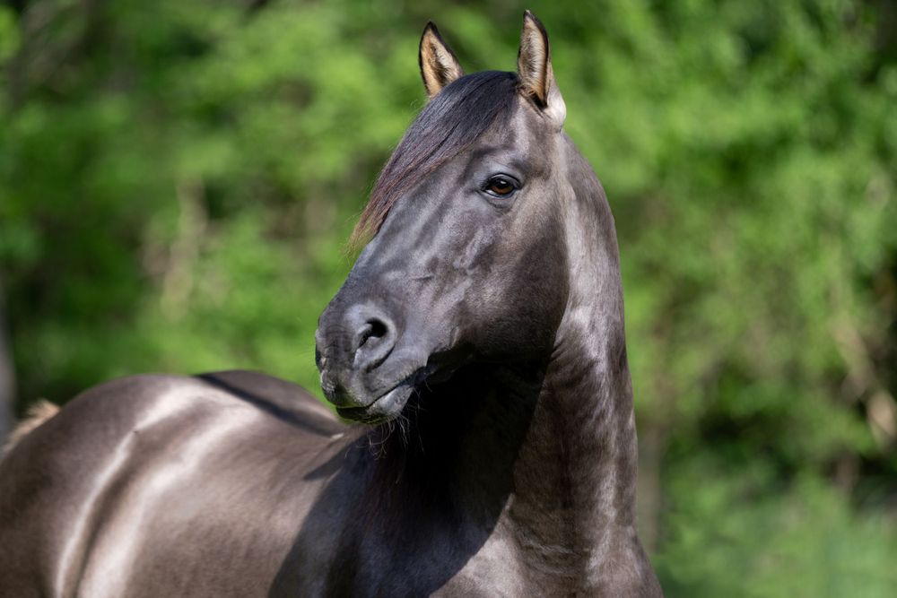 Sammy | Buckskin Gelding with Flair - Amber Helm Photography ...