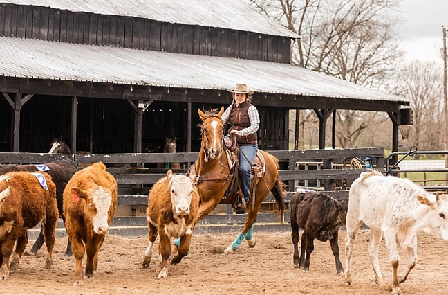 Cow Sorting at Shadow Hills Ranch in Paris, Kentucky - Rebecca Beatty ...