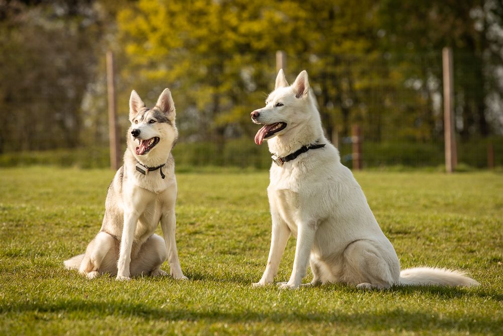 Mishka & Laska - Imogen Moon ABIPP - Equine & Dog Photographer In ...