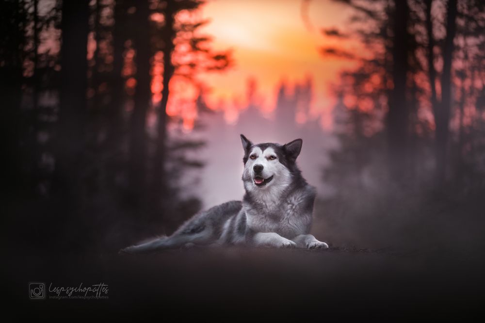 Fire Sky - Horses' Art - Elsa MEIER