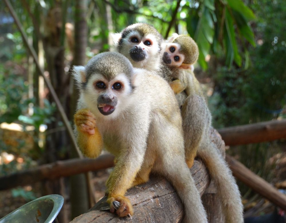 FUN AND ADVENTURES AT MONKEY JUNGLE, SOSUA - The Sandy Butlers