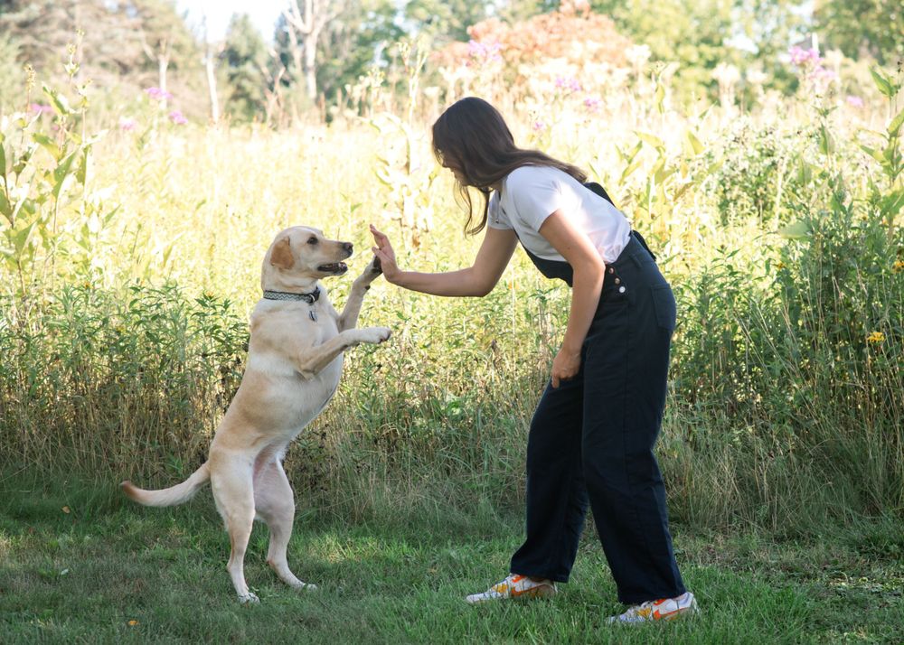 All Dogs Welcome | Weber Photography | Greendale, WI - Weber Photography