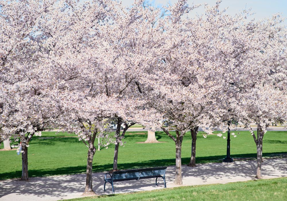 Cherry Blossom Mini Session - Soots Photography