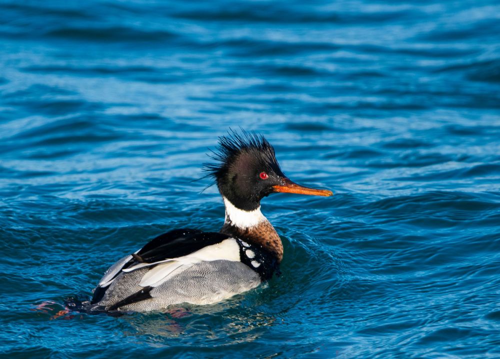 Milwaukee area waterfowl 1/27/24-2/1/24 - Jacob Collison Photography