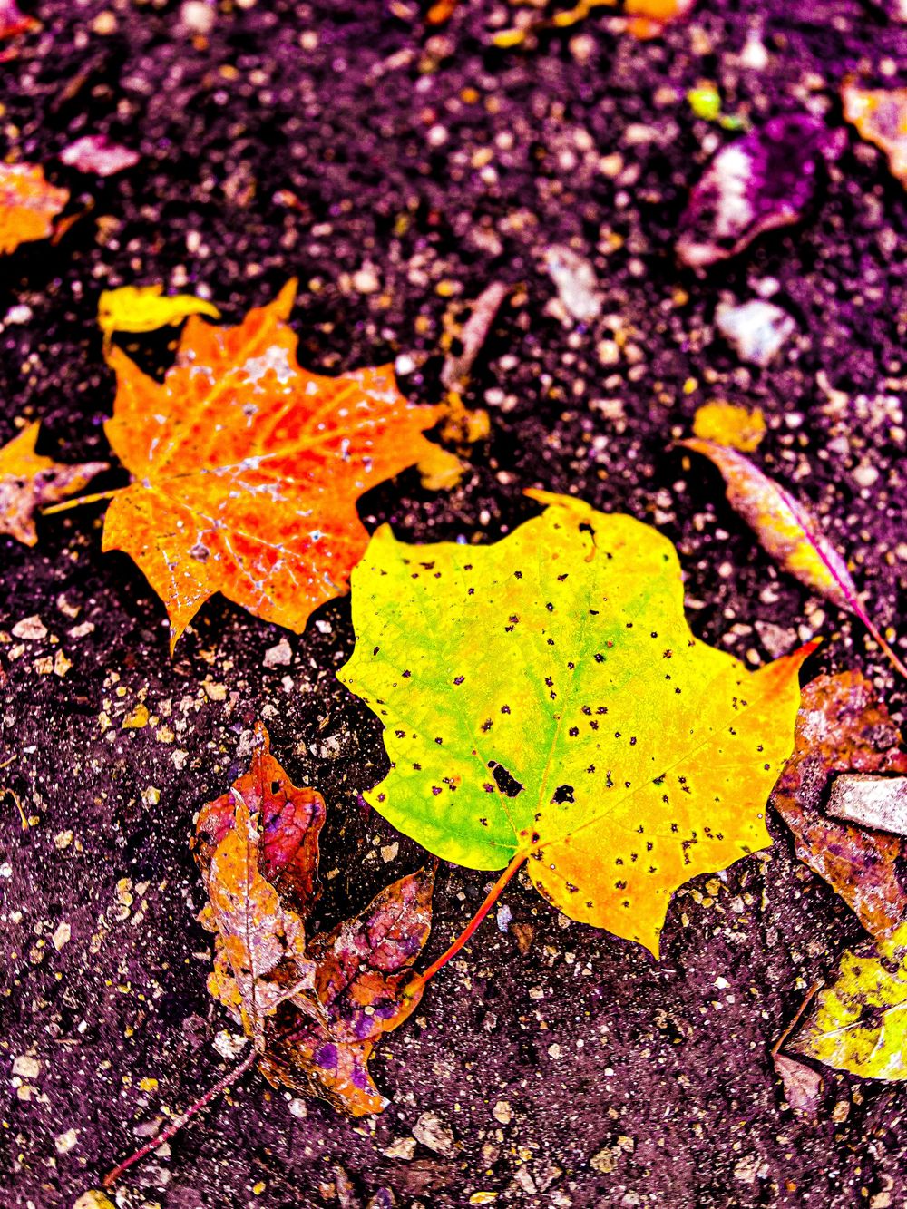 Capturing Autumn's Beauty: Choosing Color Schemes for Fall Family ...