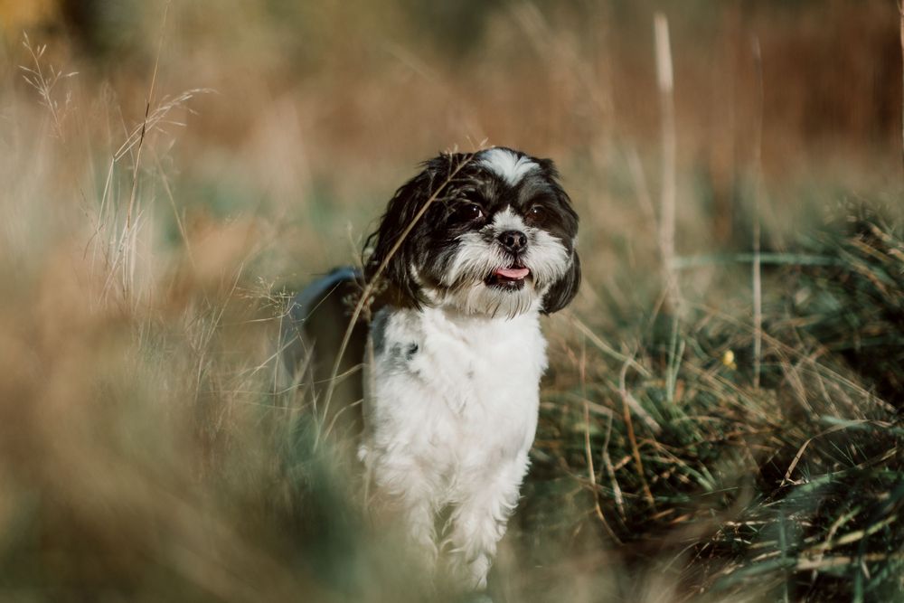 Ella - Dog Portrait - Roksana Ulas Photography