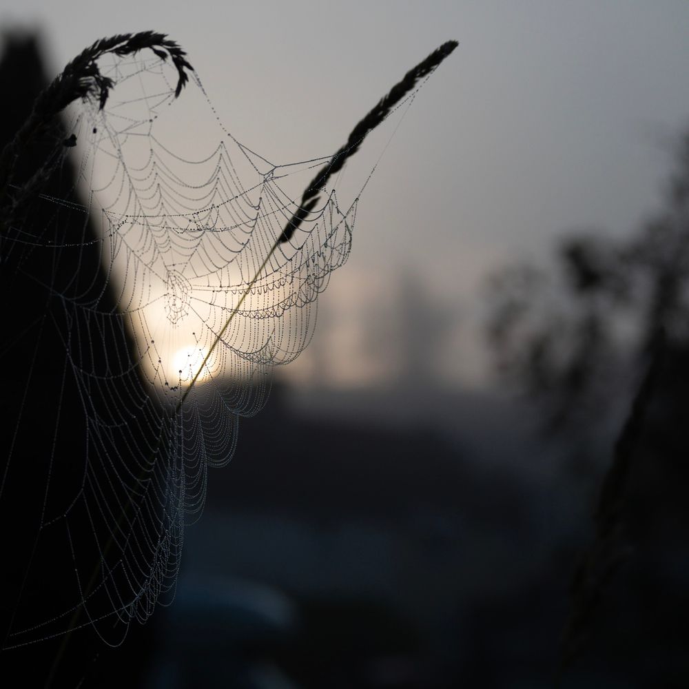 Today I am a Cobweb - neilpallister.com