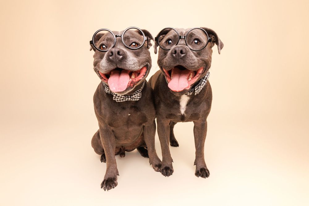 Unleashing Personality: A Dog Photographer's Guide to Expressive Pet ...