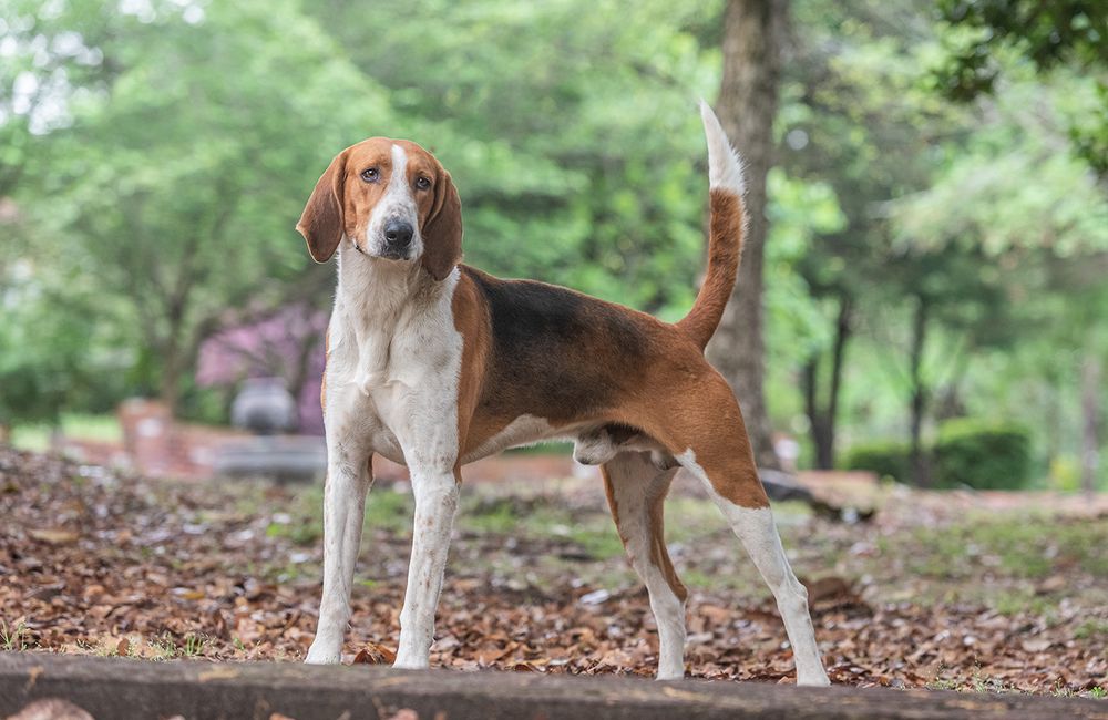 2021 Year in Review - South Carolina Dog Photographer-Southern Sound ...