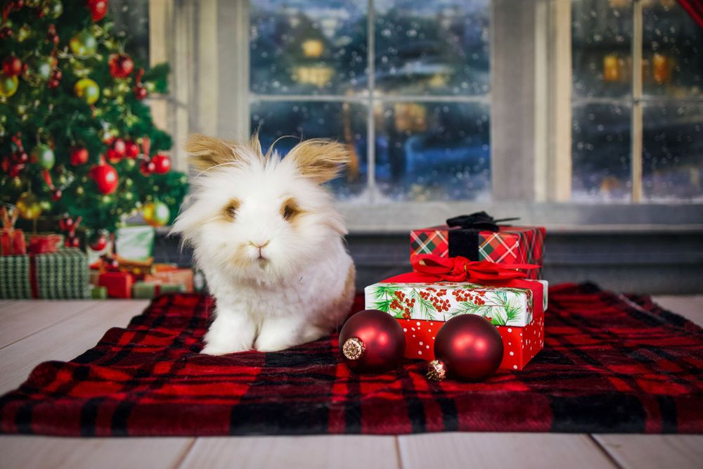 Northeast Ohio Rabbit Photographer - Precious Pet Photography