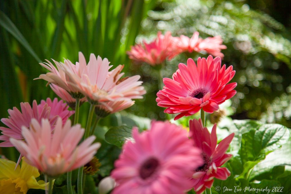 Spring Break 2022 - Dove Tree Photography