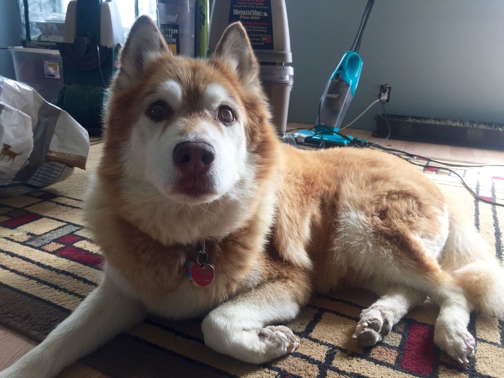 Why You Should Book a Session - BellaReese Photography