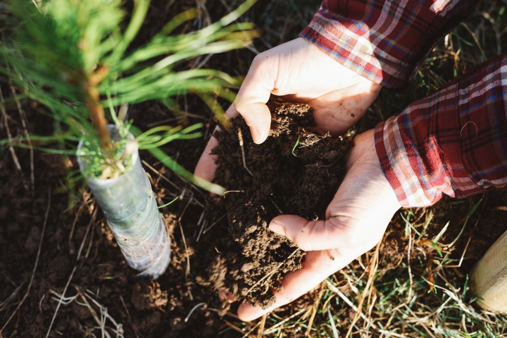Trees on TAP | First trees in the ground! - Deepwild Creative