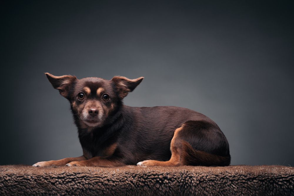 Moochi - The House of Dogs, Pet Photography not just for dogs.