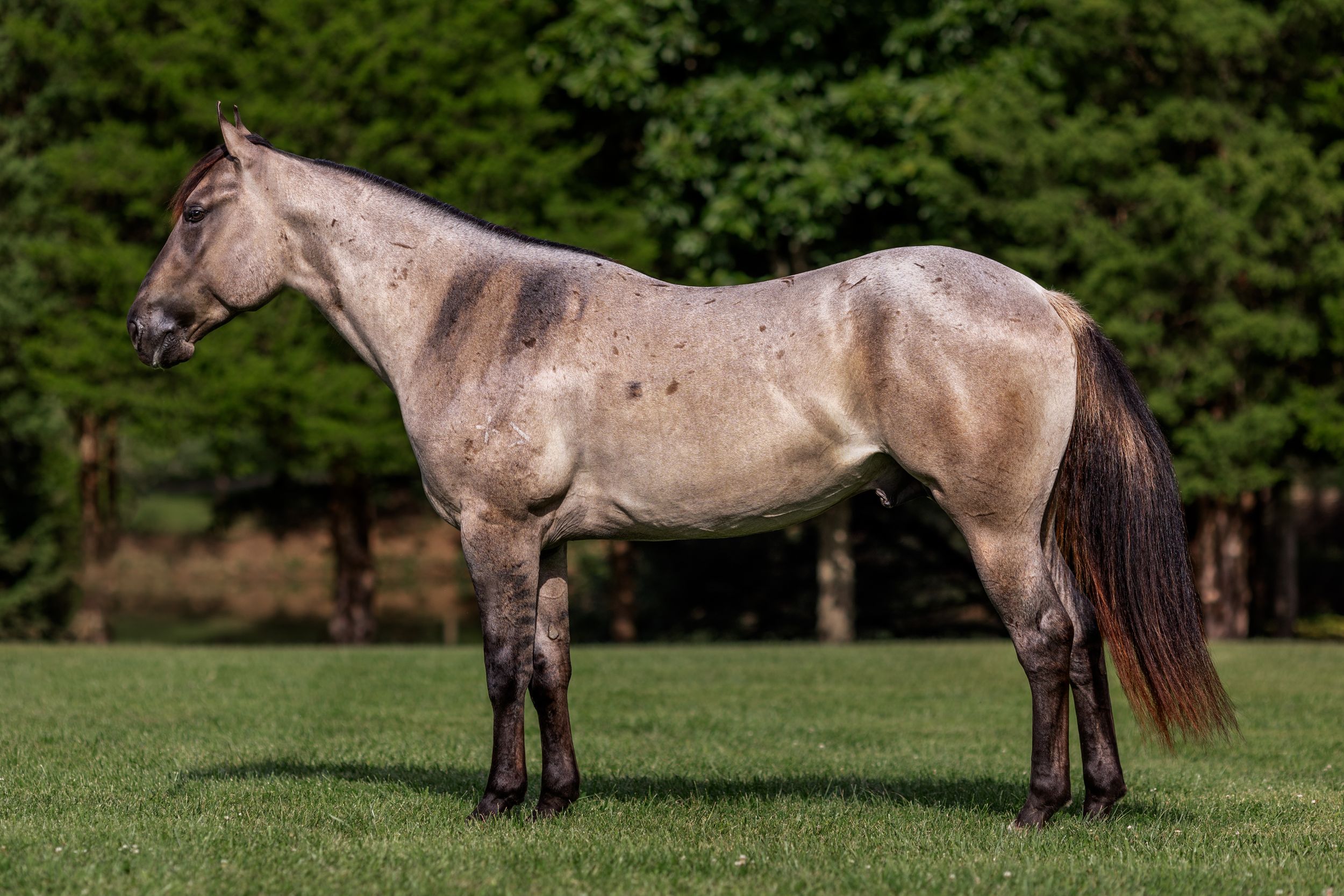 Sammy | Buckskin Gelding with Flair - Amber Helm Photography ...