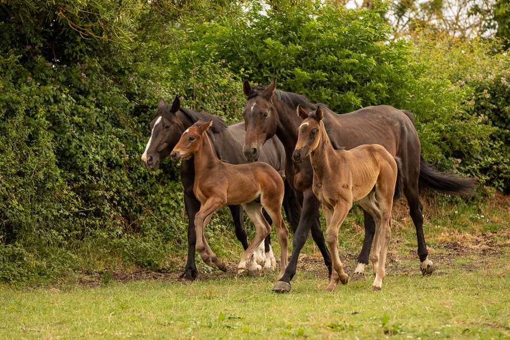 Steph's Foals - Imogen Moon ABIPP - Equine & Dog Photographer In Derbyshire
