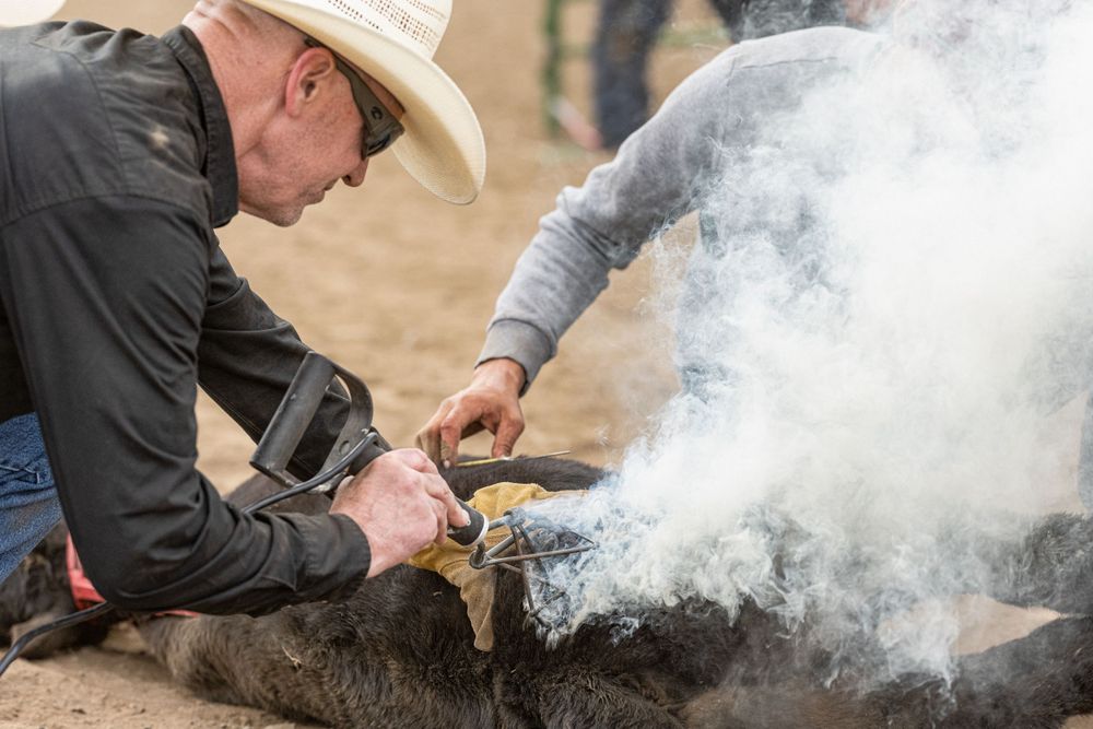Legacy and Heritage of Cattle Branding - Tim Schmidt Photo
