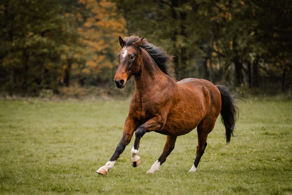 Pourquoi faire une séance photo en automne avec son cheval ? - Margot ...