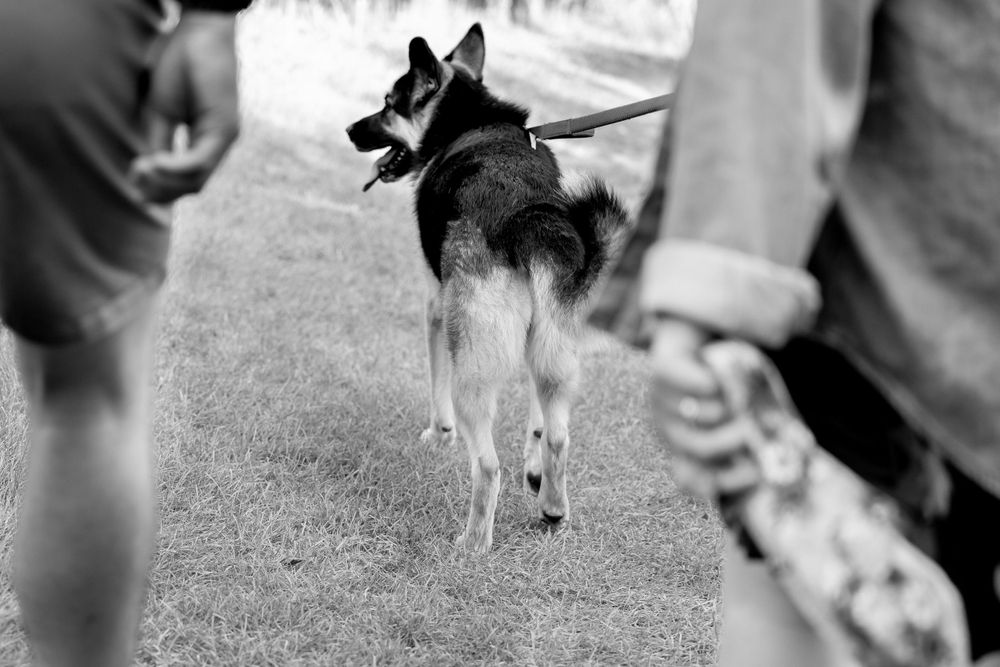 A Family Session as Easy as Walking the Dog - Kayla Le Franc Photo
