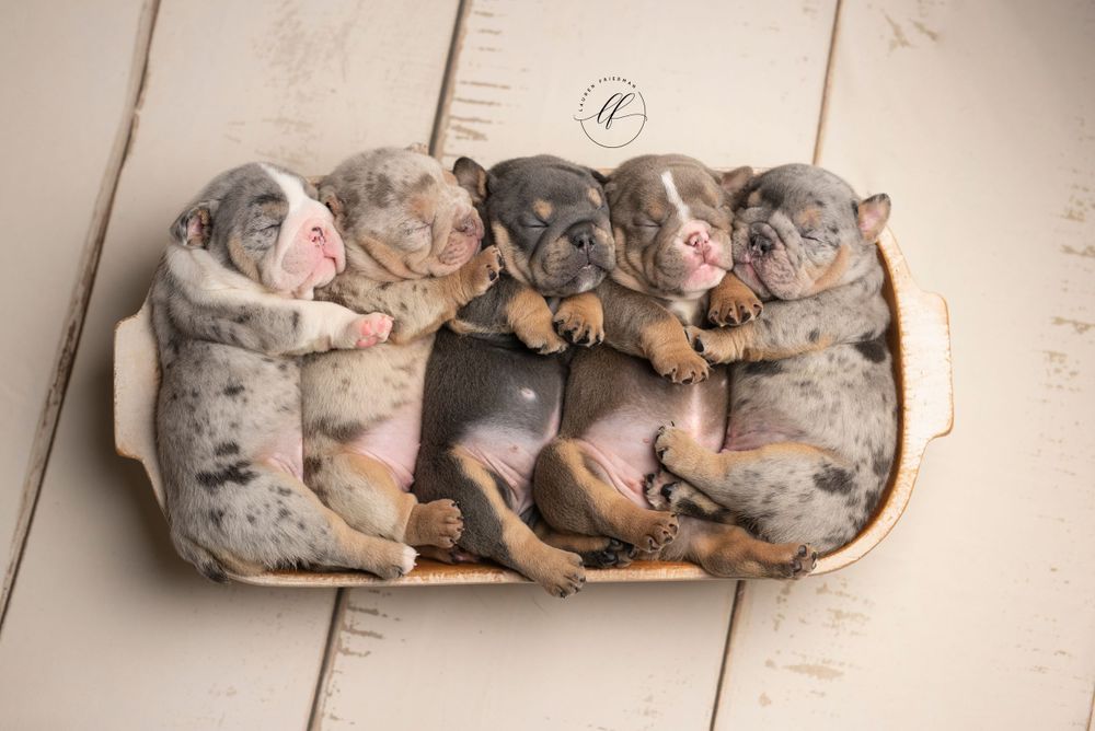 Beefy Bulldogs- Puppy Galore - Lauren Friedman Photos
