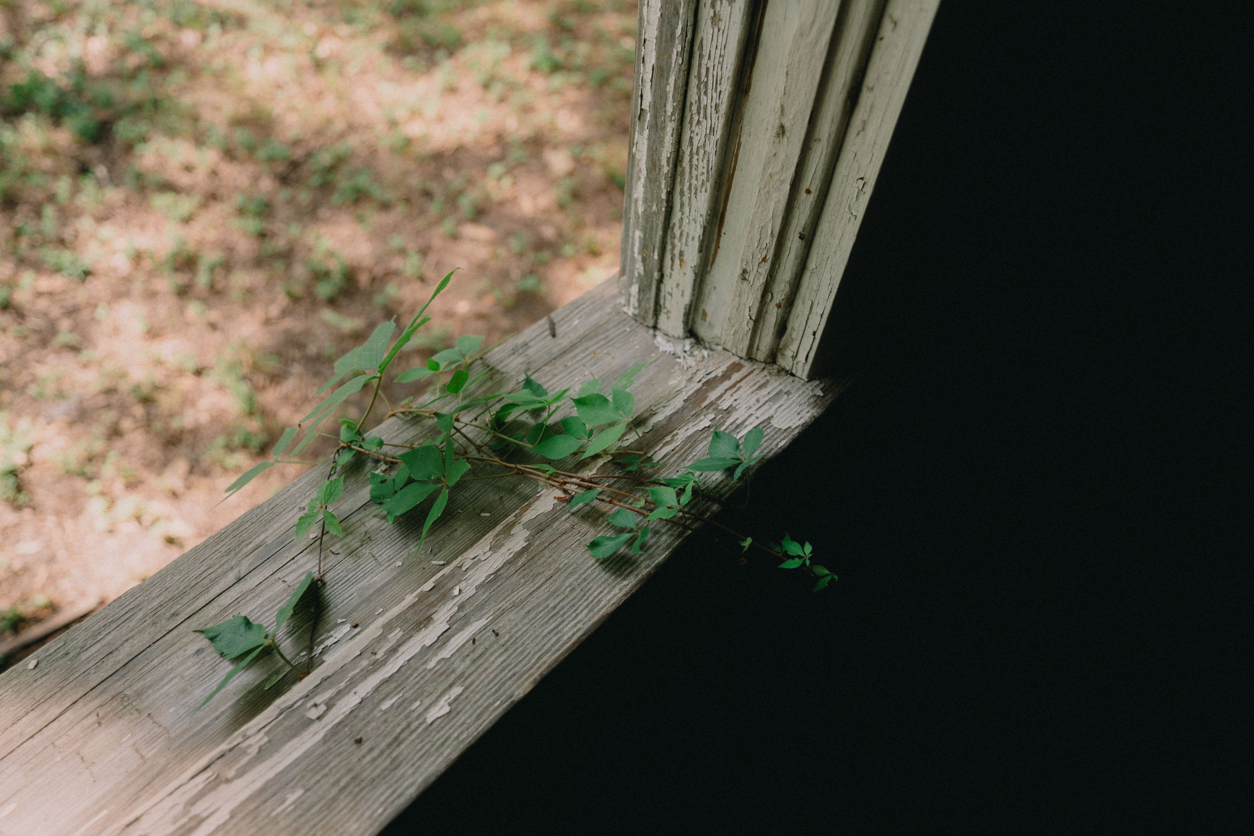 Southern Summer - Josiah Walker Photography