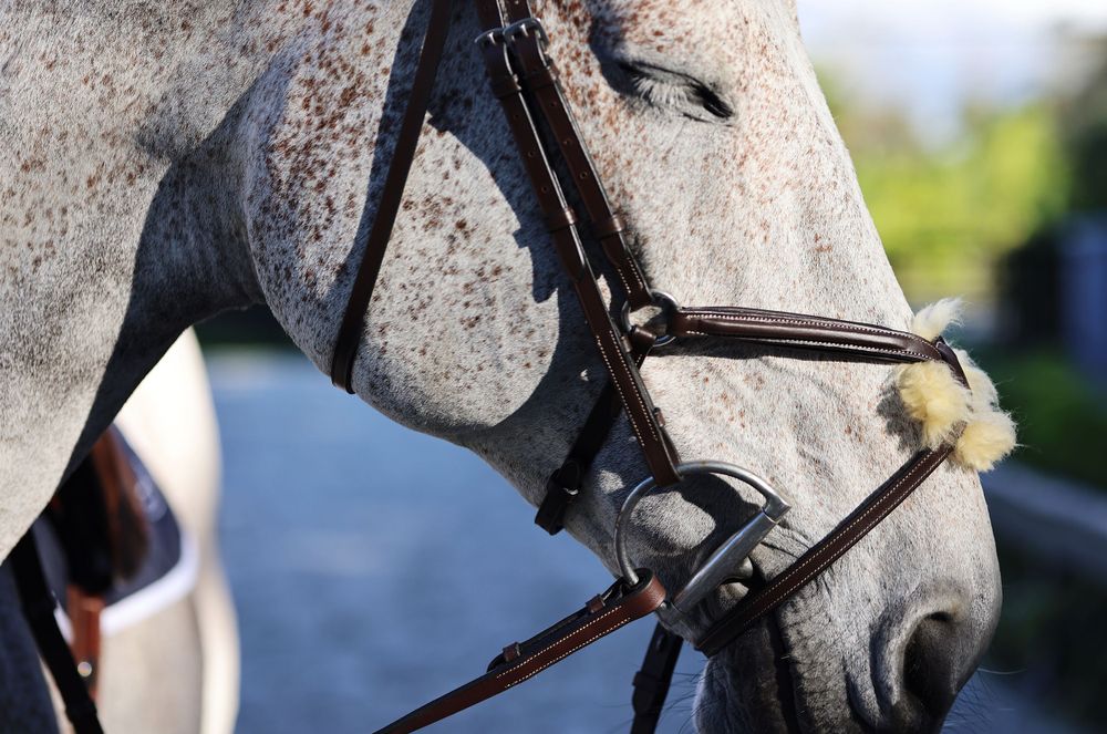 Arion - Horse Sport Tack - Carly Nasznic Photography